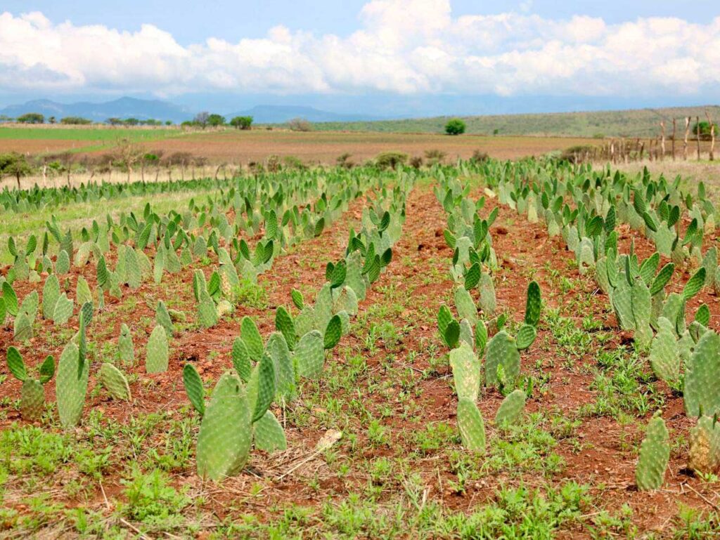 Consolida SADER Jalisco liderazgo agroalimentario en 2025 - El Respetable